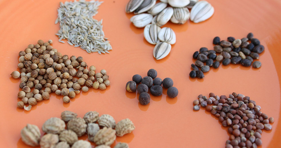 What Is A Plant Seed The Structure And Development Of Seeds Flowers cs